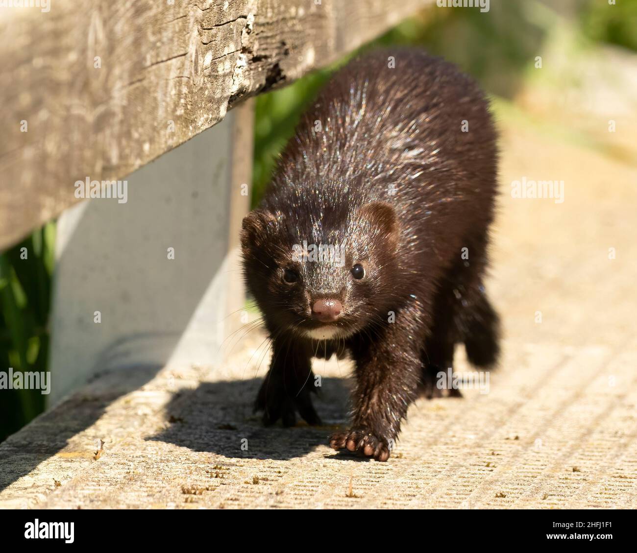 Mink island hi-res stock photography and images - Alamy