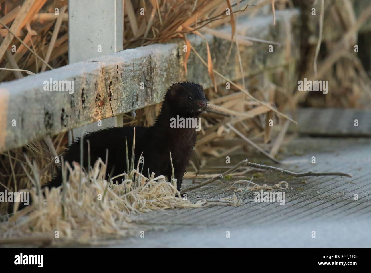 Mink in reeds hi-res stock photography and images - Alamy