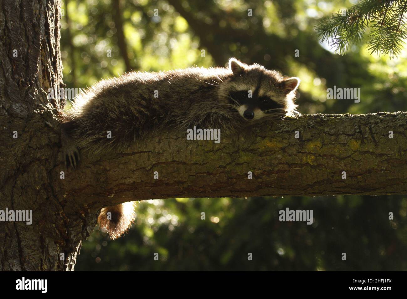 A backlit raccoon (Procyon lotor) lies down on a large tree branch for ...