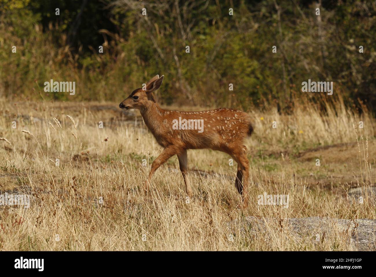 A young fawn (baby black-tailed deer) with white spots walks across a ...