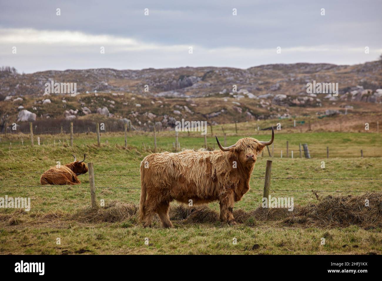 group of Scottish alpine cows grazing on a farm with a city in the ...