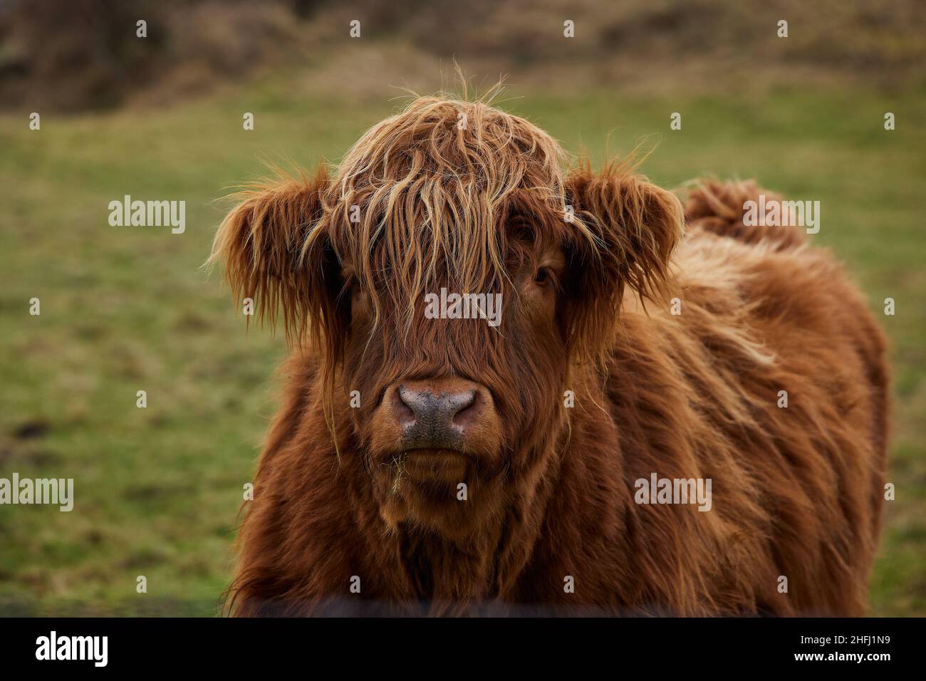 Scottish alpine cow portrait closed with blur background. Ireland, Co ...
