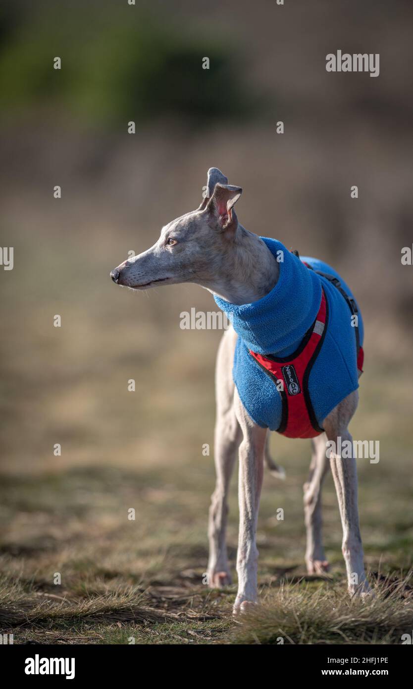 Blue whippet hi-res stock photography and images - Alamy