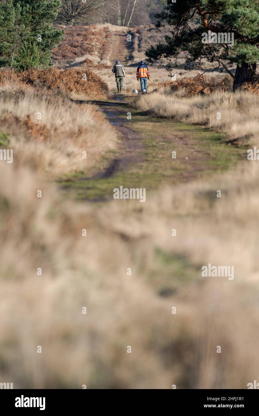 Men exercising their dogs on Budby Common, an ex-military training ...