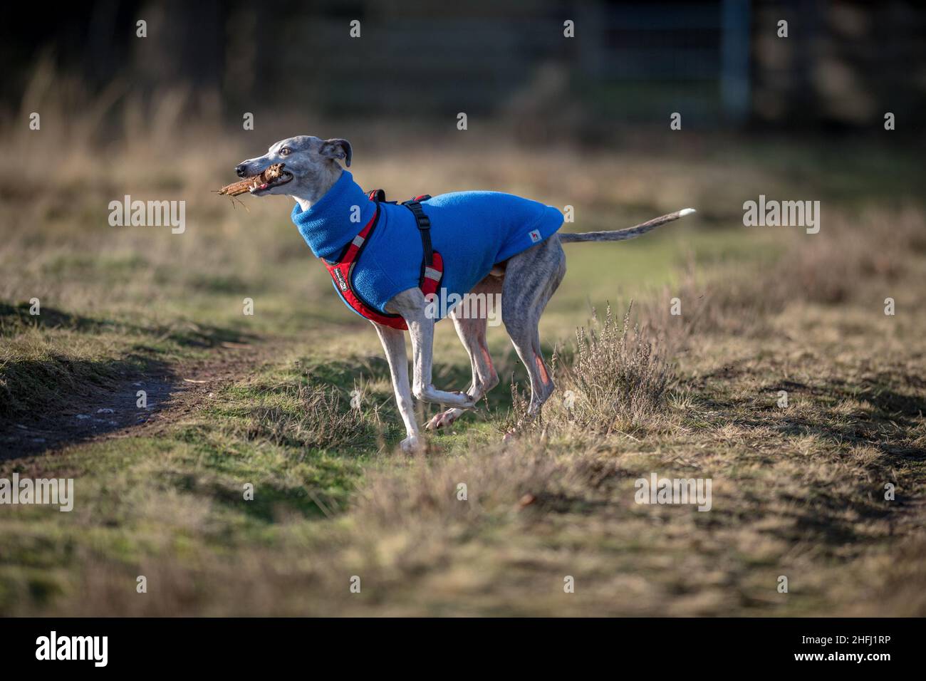 Blue whippet hi-res stock photography and images - Alamy