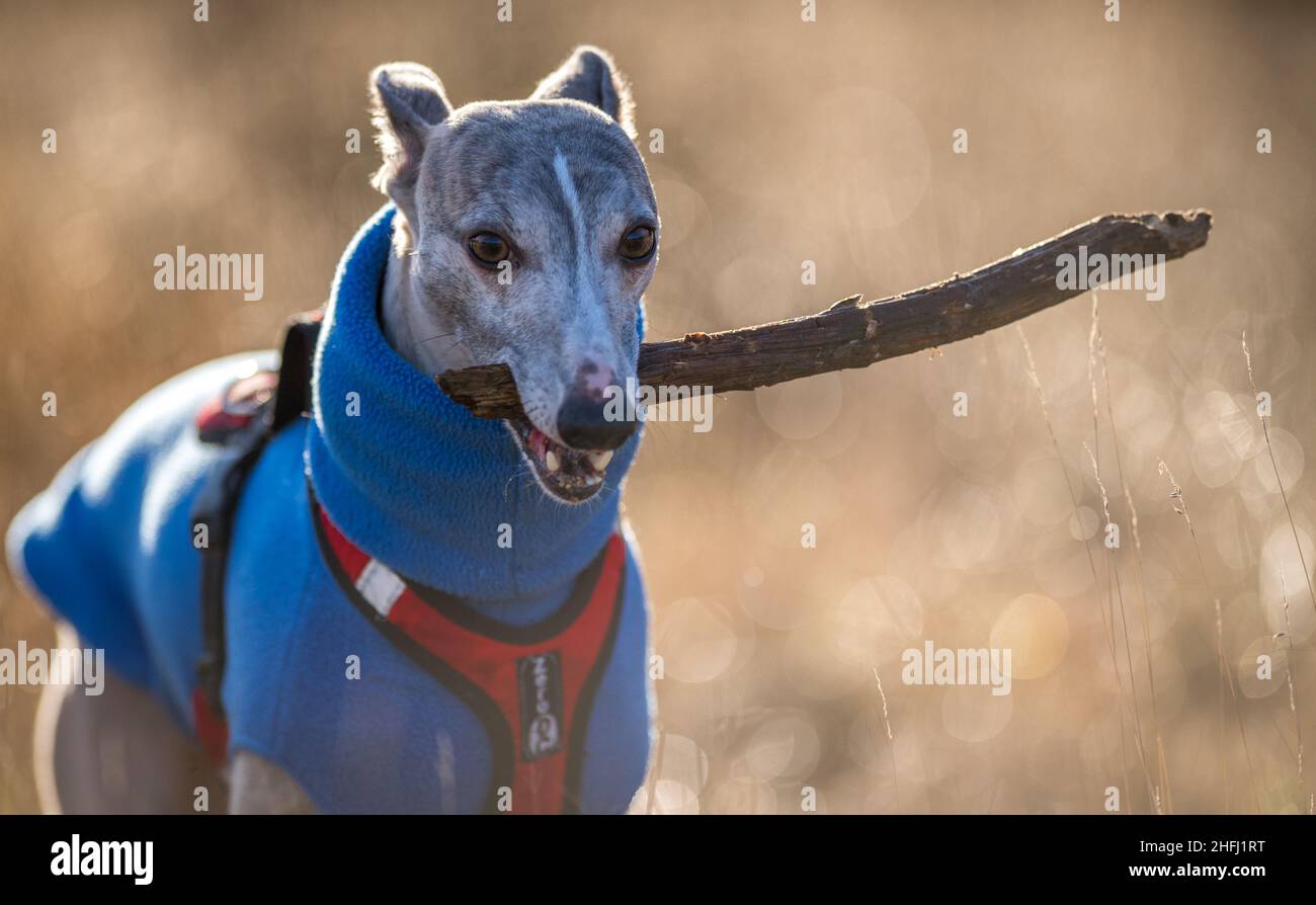 Whippets Azules JERSEY PUNTO AZUL WHIPPET (A MEDIDA)