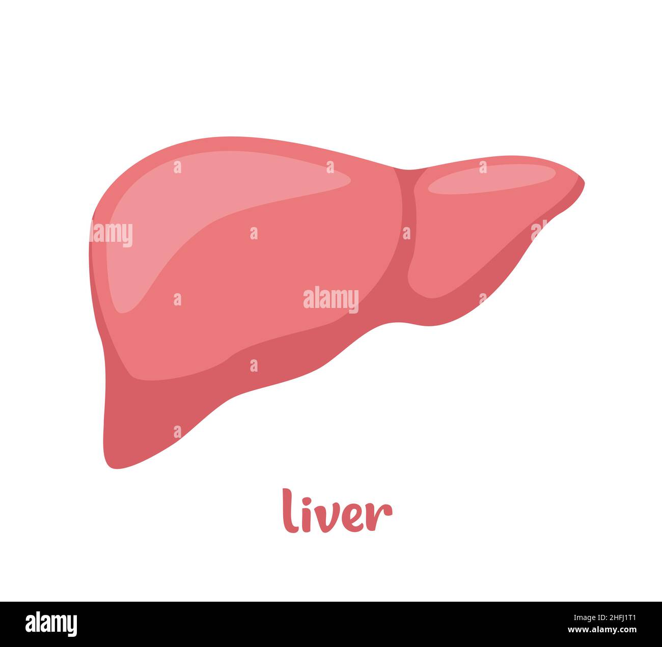 Human liver anatomy. Human internal organs symbol. Vector illustration ...