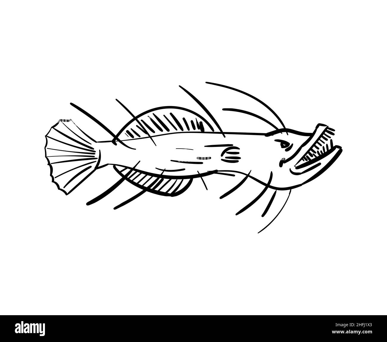 Angler Deep sea fish hand drawing. Vector illustration Stock Vector ...