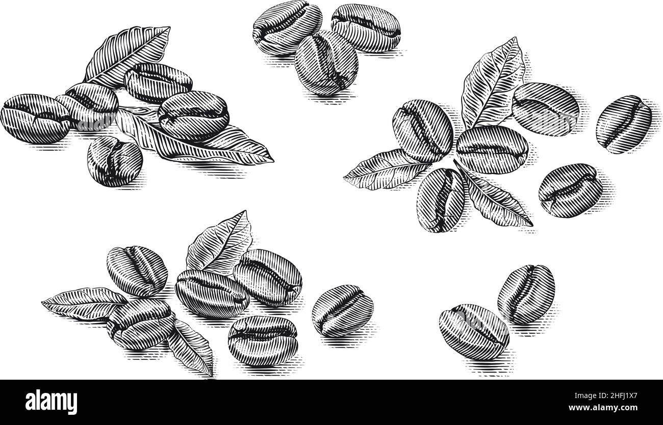set coffee beans Hand drawing sketch engraving illustration style Stock ...