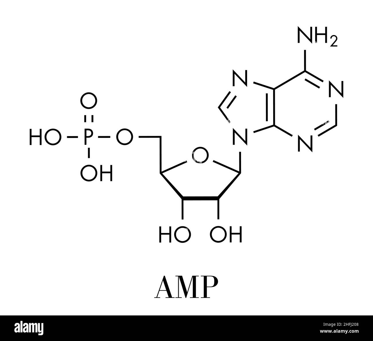 Adenosine monophosphate (AMP, adenylic acid) molecule. Nucleotide ... Adenosine monophosphate (AMP, adenylic acid) molecule. Nucleotide ...