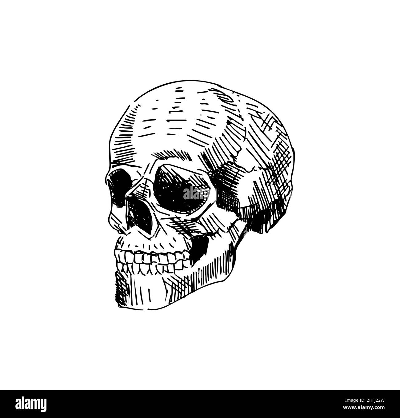 Scull Hand drawing isolated. Skeleton head. Vector illustration Stock ...