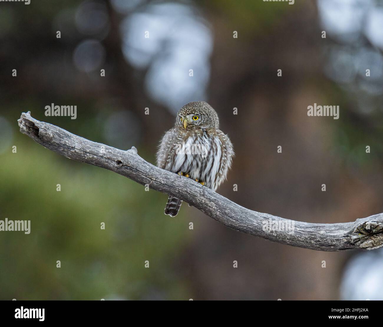 North american birds of prey hi-res stock photography and images - Alamy