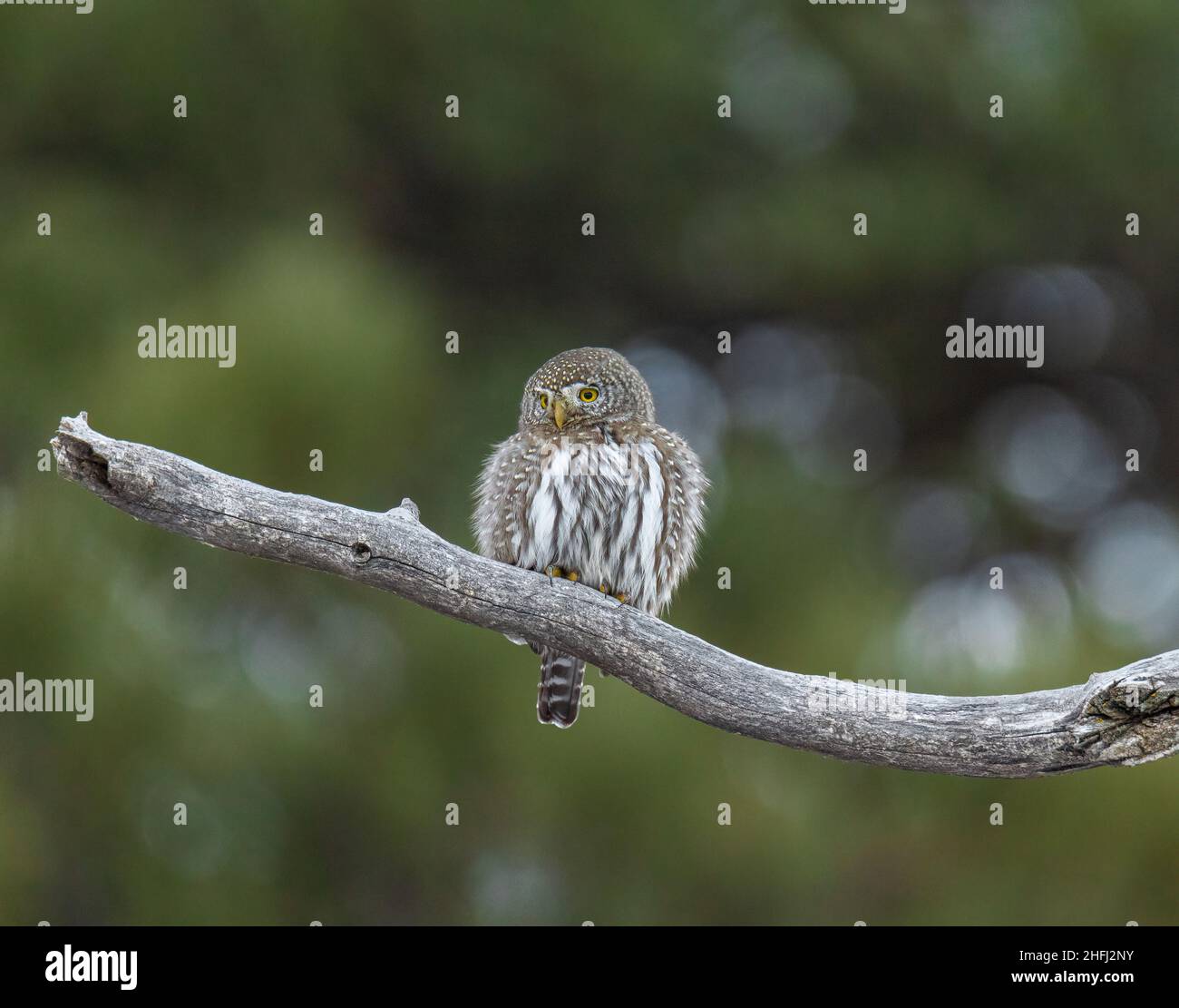 North american birds of prey hi-res stock photography and images - Alamy