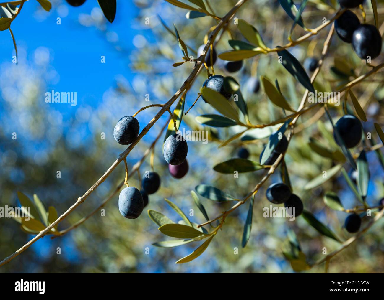 Growing black olives in orchard Stock Photo - Alamy