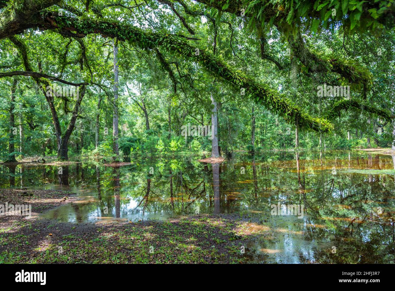 Bald Trees reflecting in the water in a florida swamp on a warm summer ...