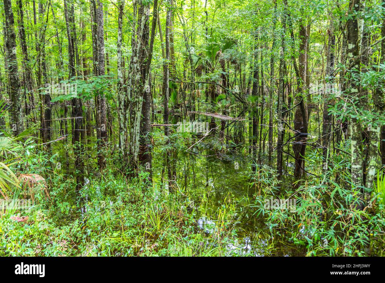 Bald Trees reflecting in the water in a florida swamp on a warm summer ...