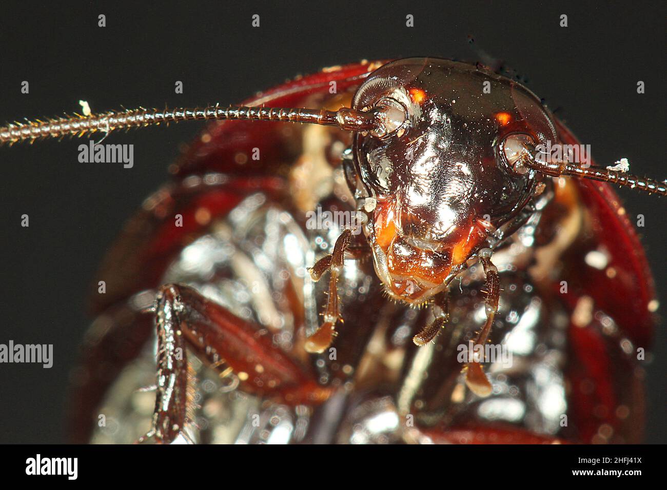 Large black kekerengu cockroach (Maoriblatta novaeseelandiae Stock ...