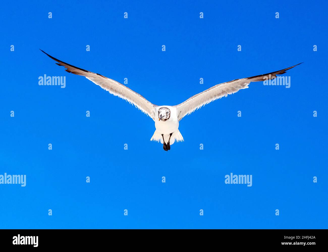 seagull on blue sky background at the ocean Stock Photo - Alamy