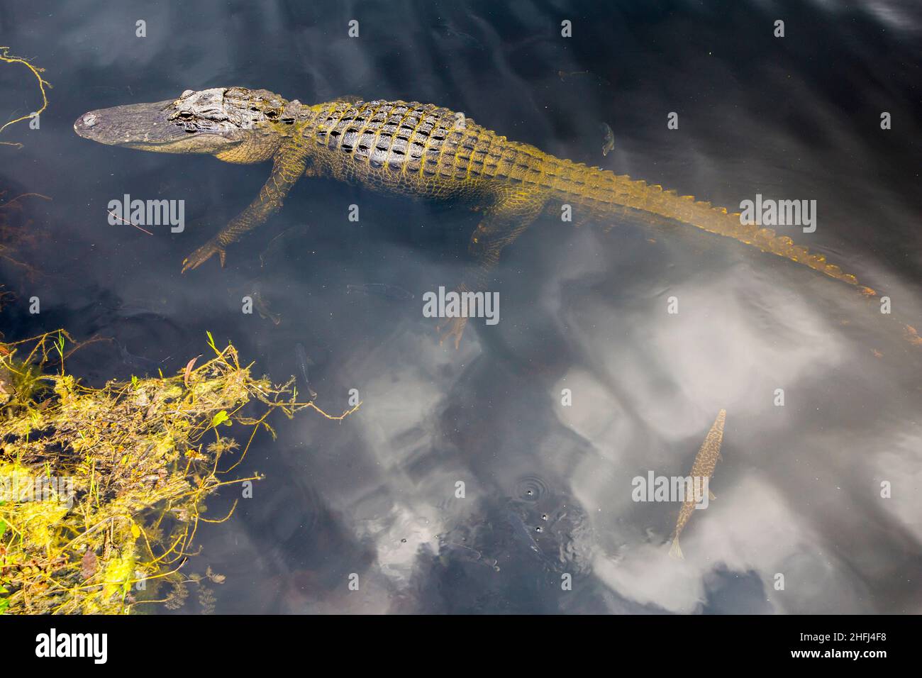 alligator swimming in florida wetland pond on partly cloudy day Stock ...