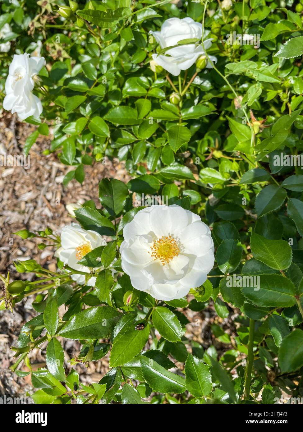 Evergreen rose (Rosa sempervirens) is a plant in the family Rosaceae, a ...