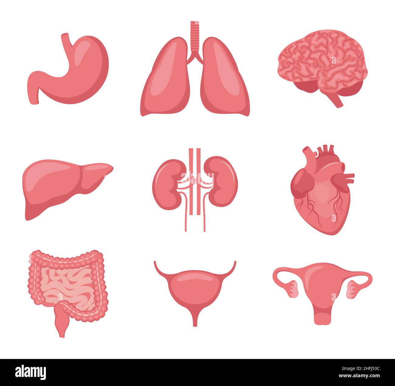 Human organ set. Heart, brain, lungs, liver, stomach, intestines ...