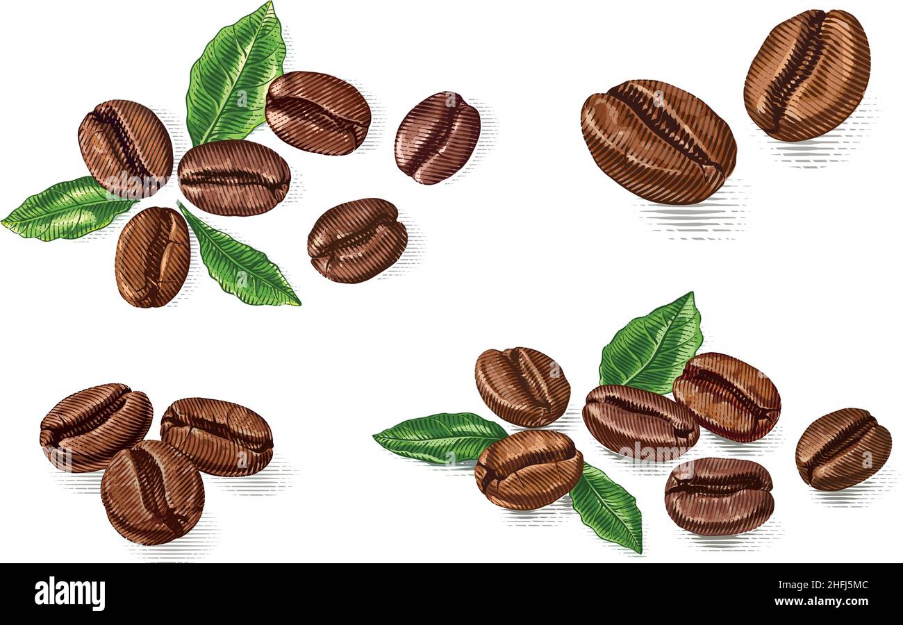 colorful set coffee beans Hand drawing sketch engraving illustration ...