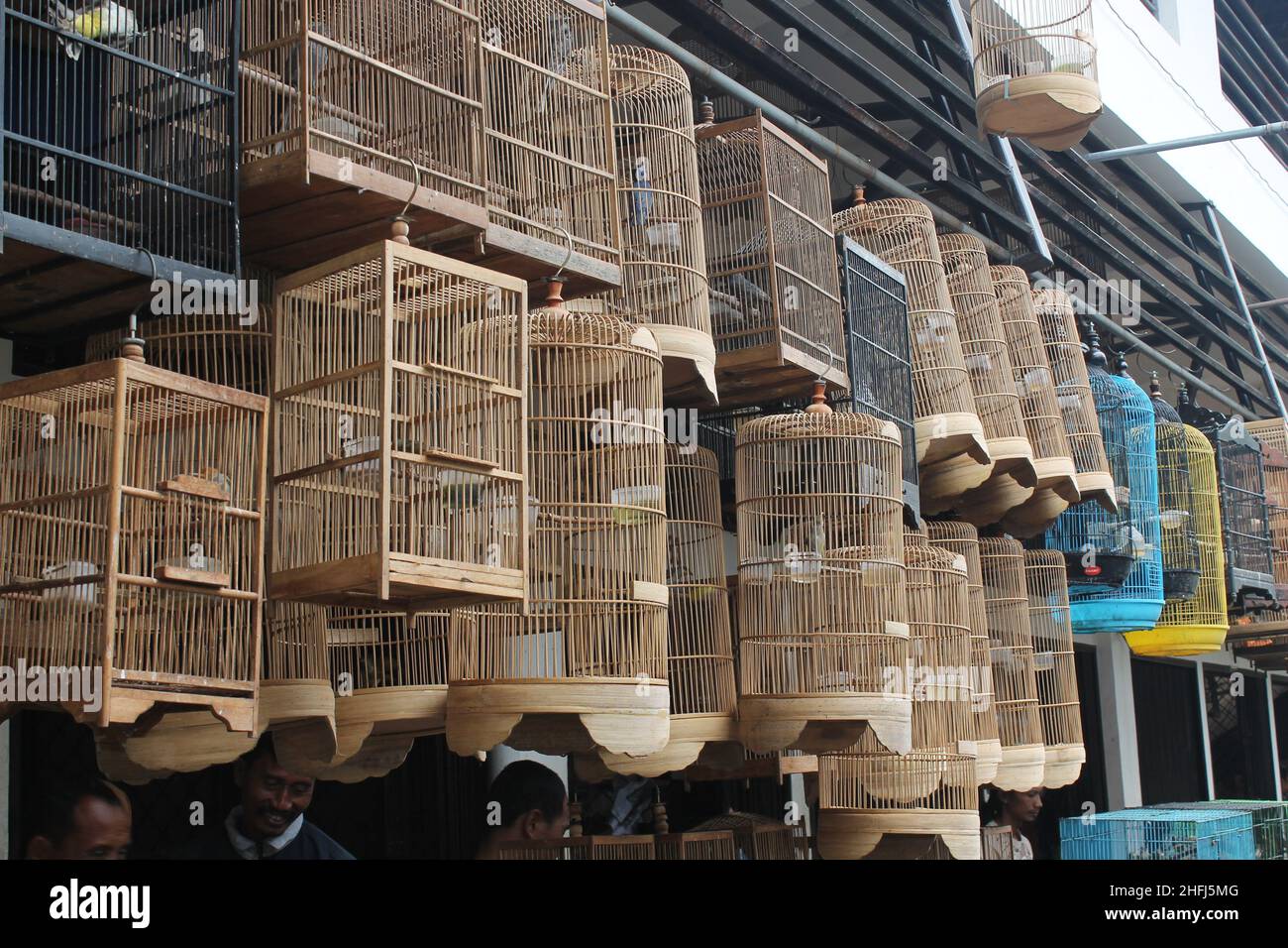 bird in a cage at the animal market Stock Photo - Alamy
