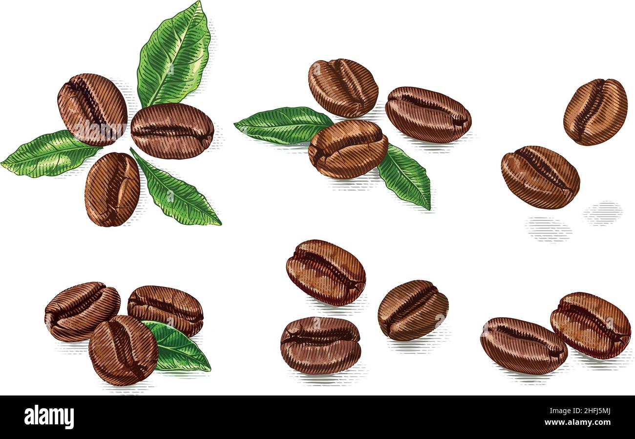 colorful set coffee beans Hand drawing sketch engraving illustration ...
