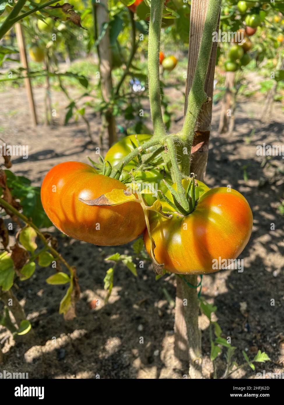 Tomato is the edible berry of the plant Solanum lycopersicum, commonly ...