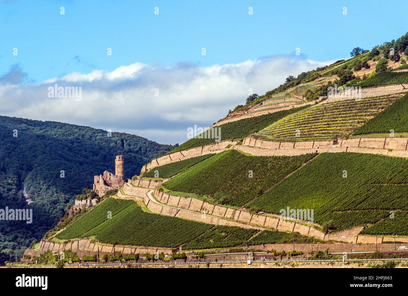 Ehrenfels castle in the vineyards of the romantic Rhine valley Stock ...