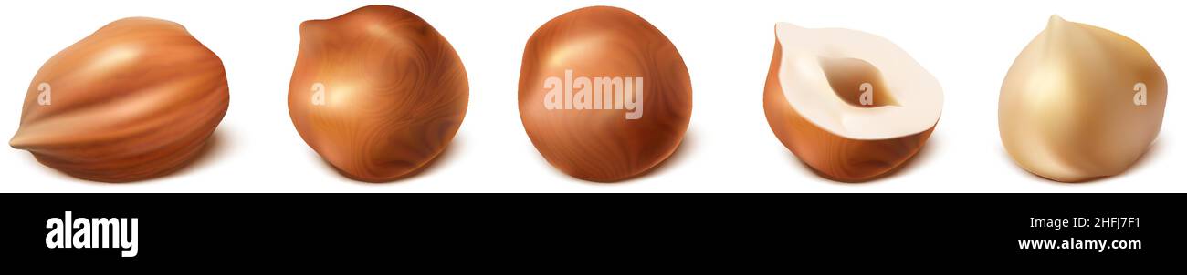 3d realistic vector icon. Collection of hazelnut nuts in different ...