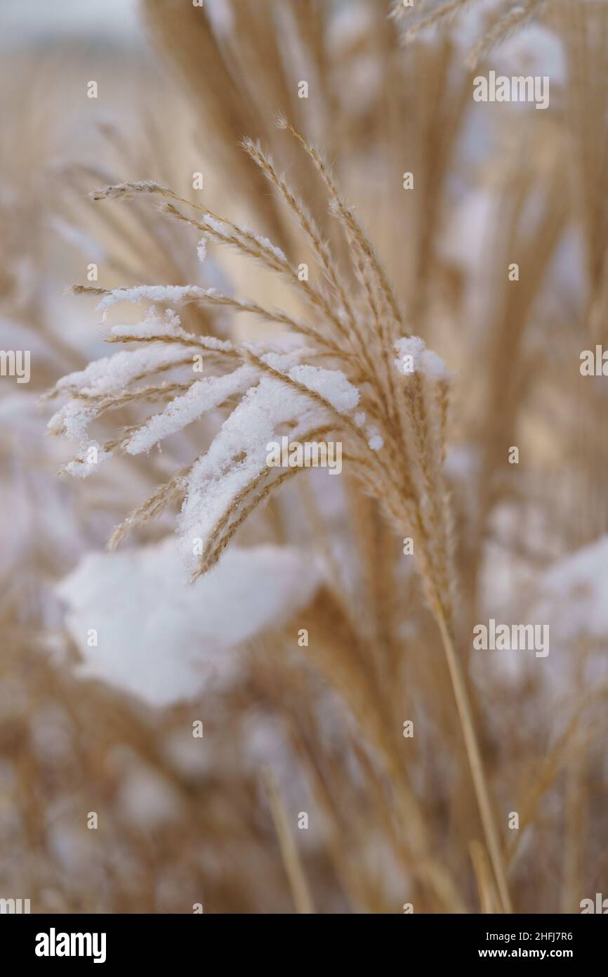 Miscanthus sinensis grass covered with snow, soft focus. Ornamental ...