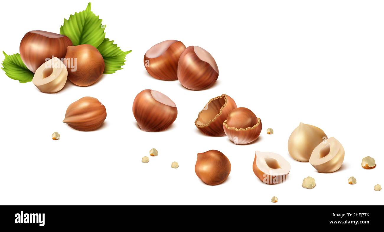 realistic vector icon. Stages of hazelnut from shelled nut to nut ...