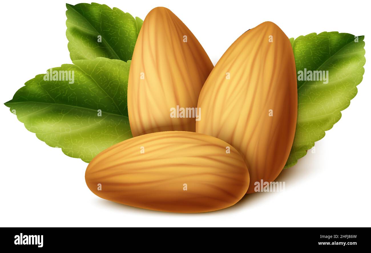 realistic vector icon. Almond nut with leaves. Isolated on white ...