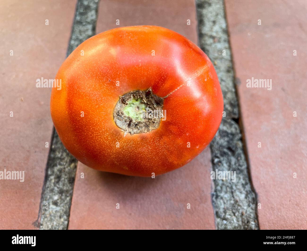 Tomato is the edible berry of the plant Solanum lycopersicum, commonly ...
