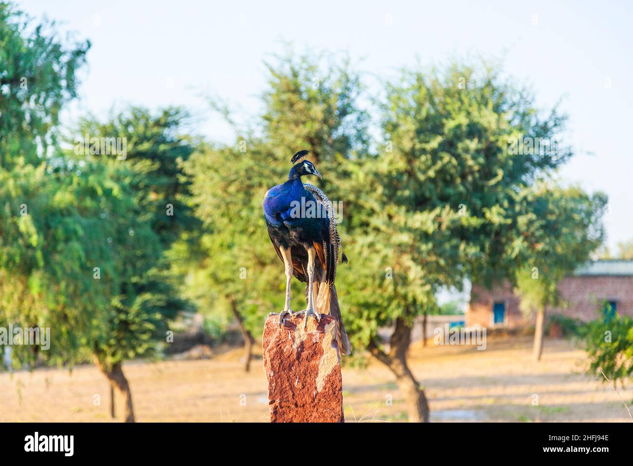 colorful peacock in rural landscape Stock Photo - Alamy