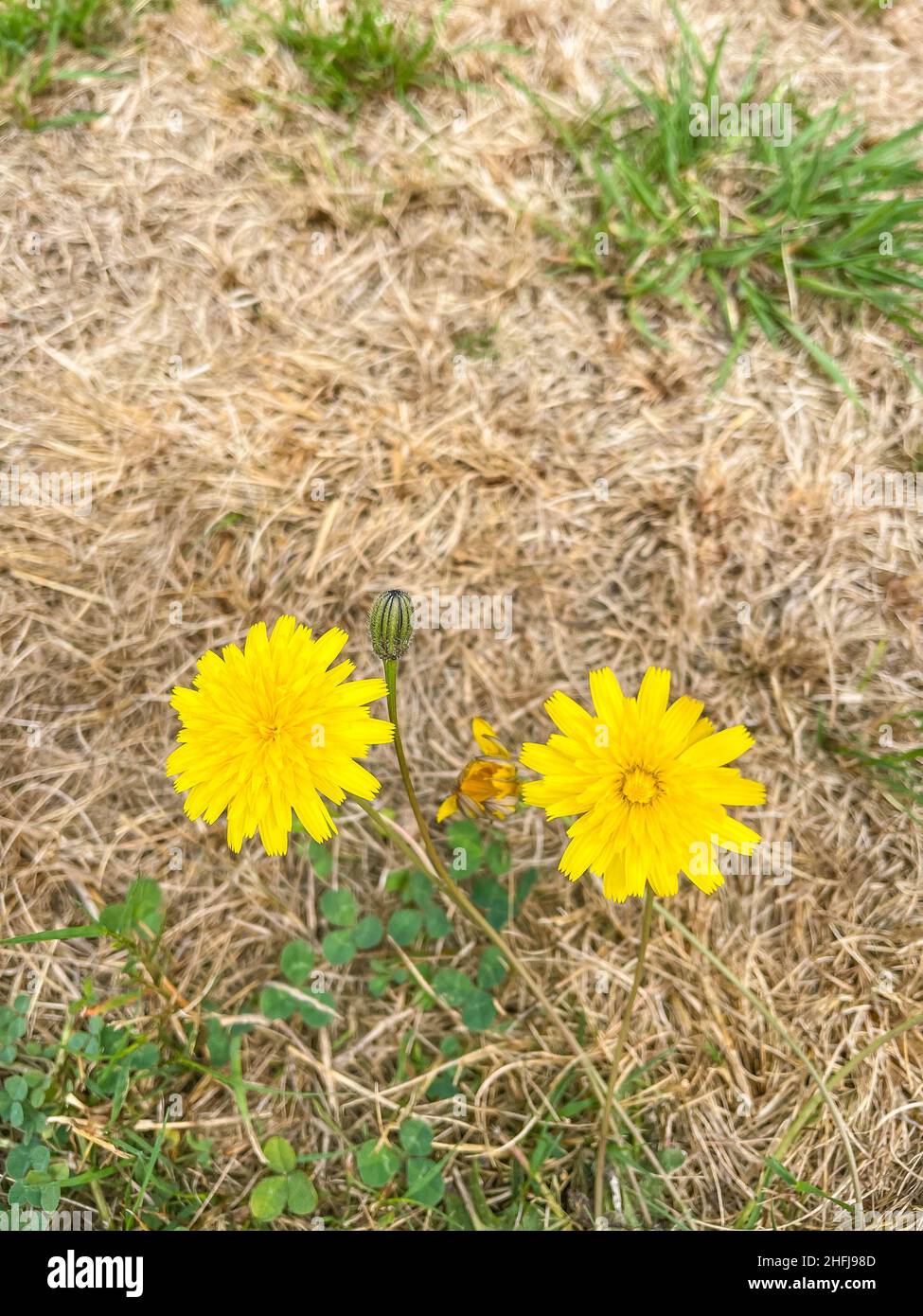 Narrowleaf hawkweed (Hieracium umbellatum) is a flowering plant in the ...