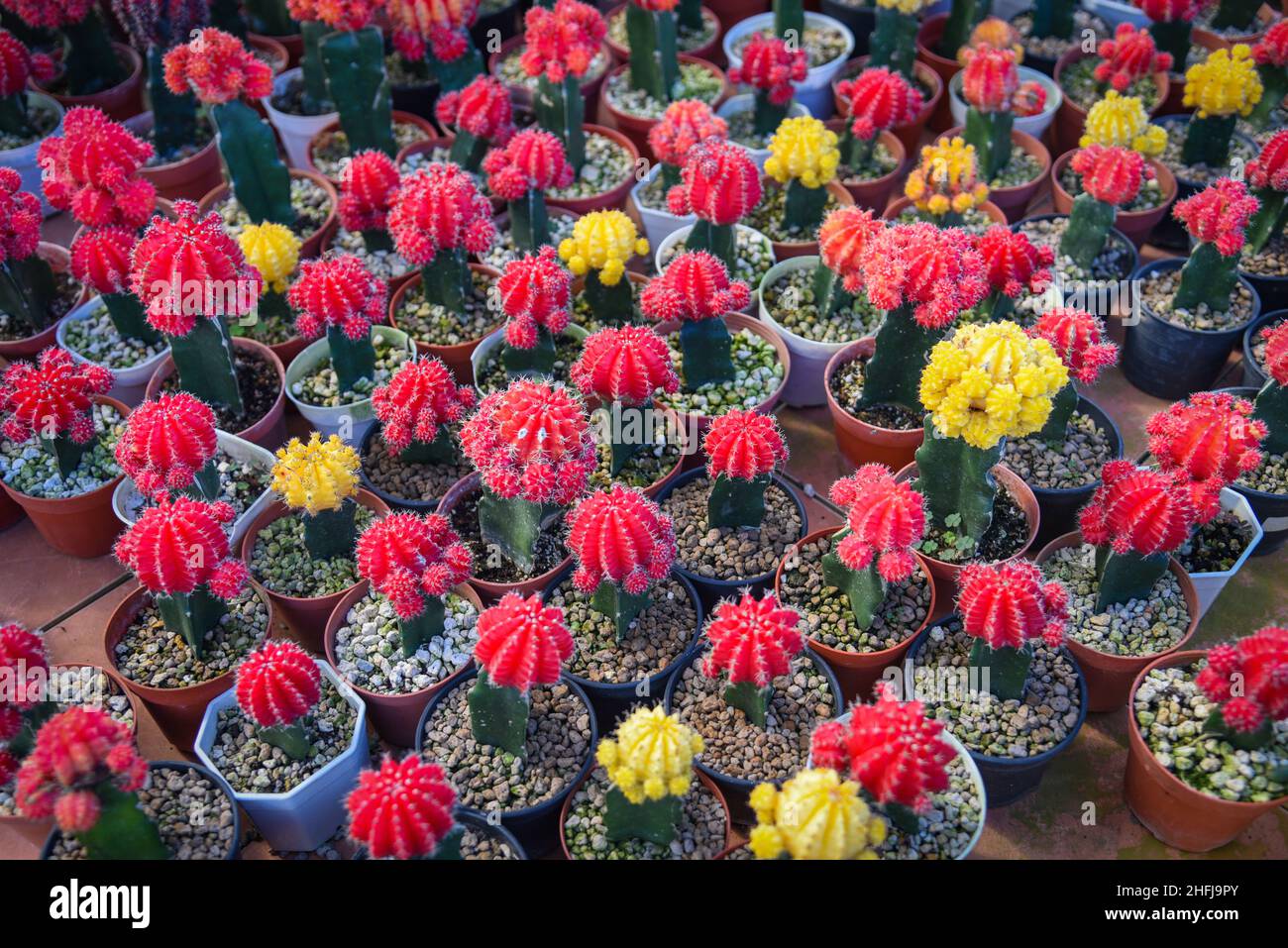 Red pink colorful cactus pot in the natural cactus farm nursery plant ...