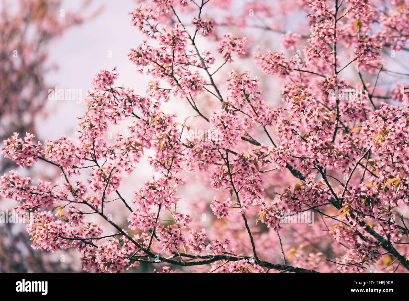 Wild Himalayan Cherry Blossom on tree, beautiful pink sakura flower at ...