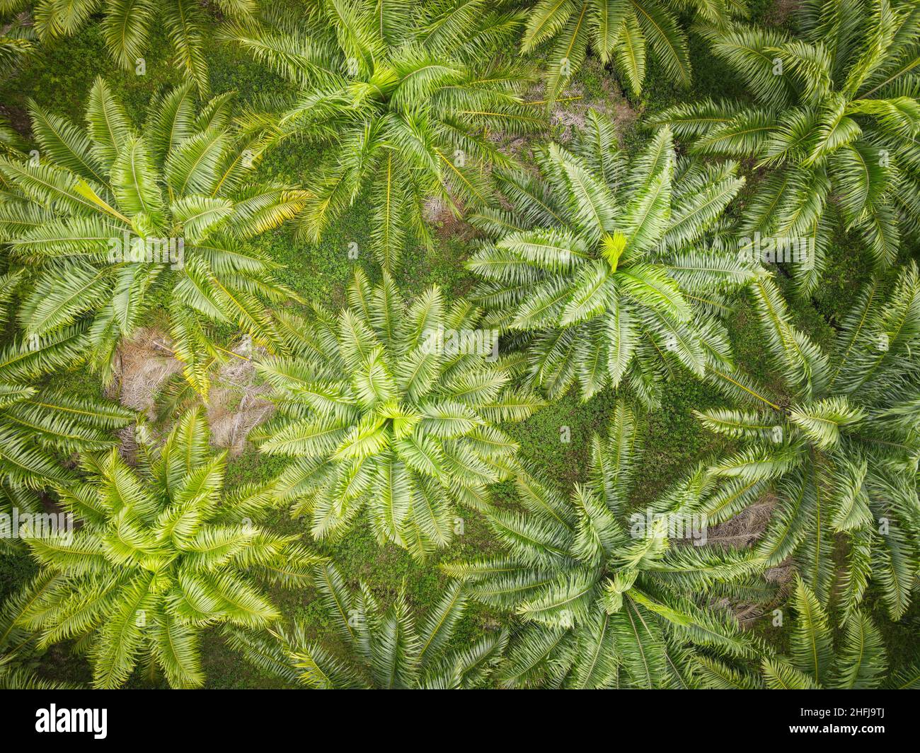 Aerial view of the palm tree green fields nature agricultural farm ...