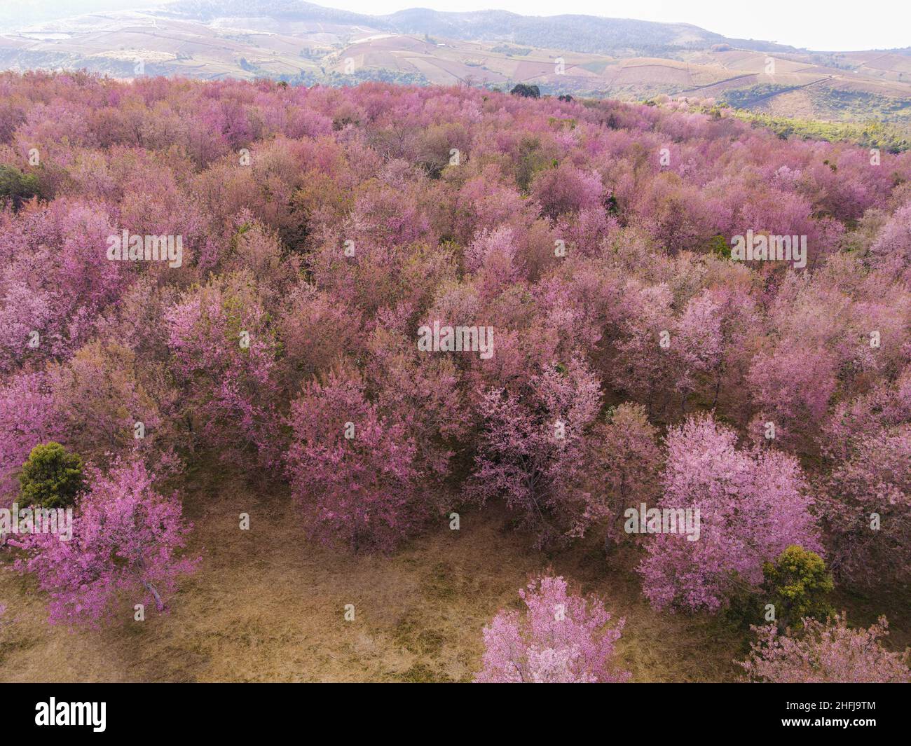 Aerial view pink forest tree environment forest nature mountain ...