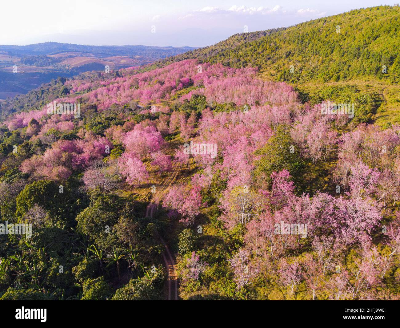 Aerial view pink forest tree environment forest nature mountain ...