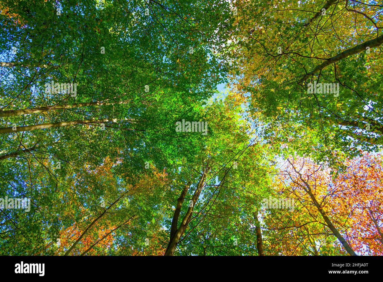 Indian oak trees hi-res stock photography and images - Alamy