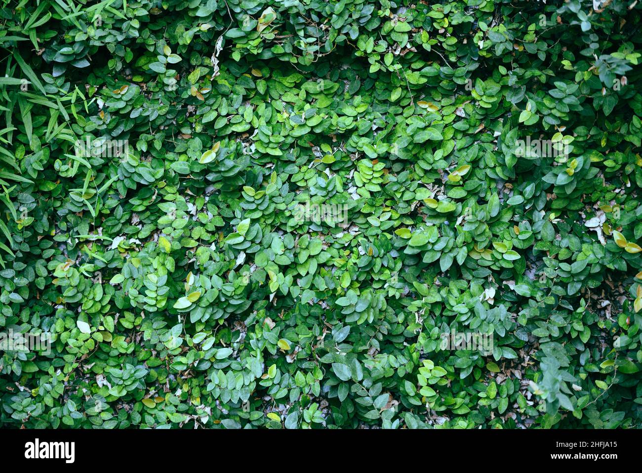 Natural green plant wall or small leaf green leaves texture background ...