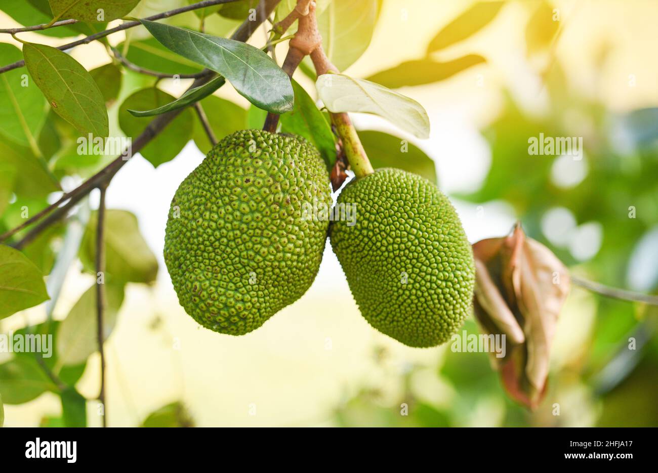 jackfruit on the jackfruit tree tropical fruit on nature leaf ...