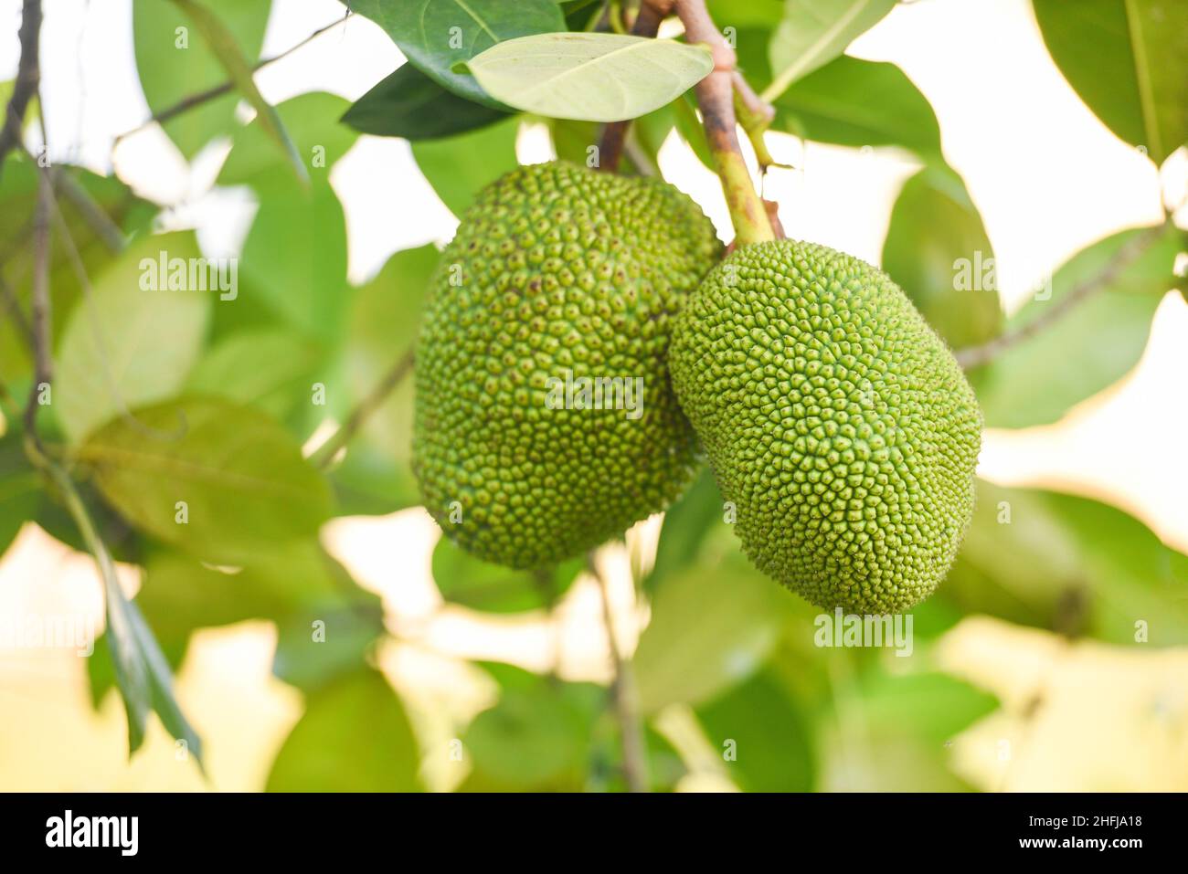 jackfruit on the jackfruit tree tropical fruit on nature leaf ...