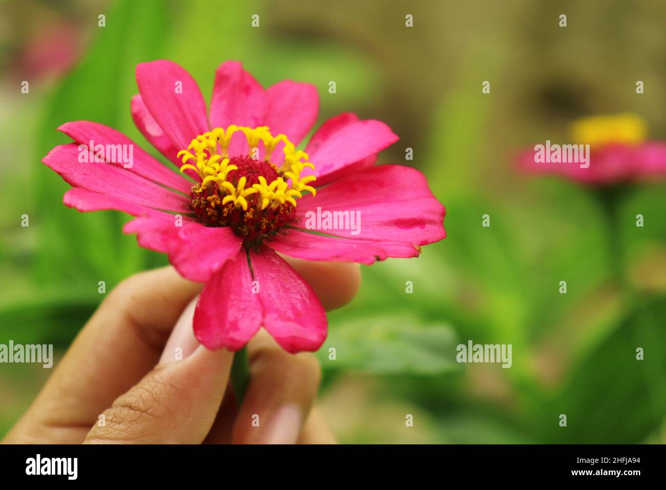 Pink Zinnia flower blooms beautifully Stock Photo - Alamy