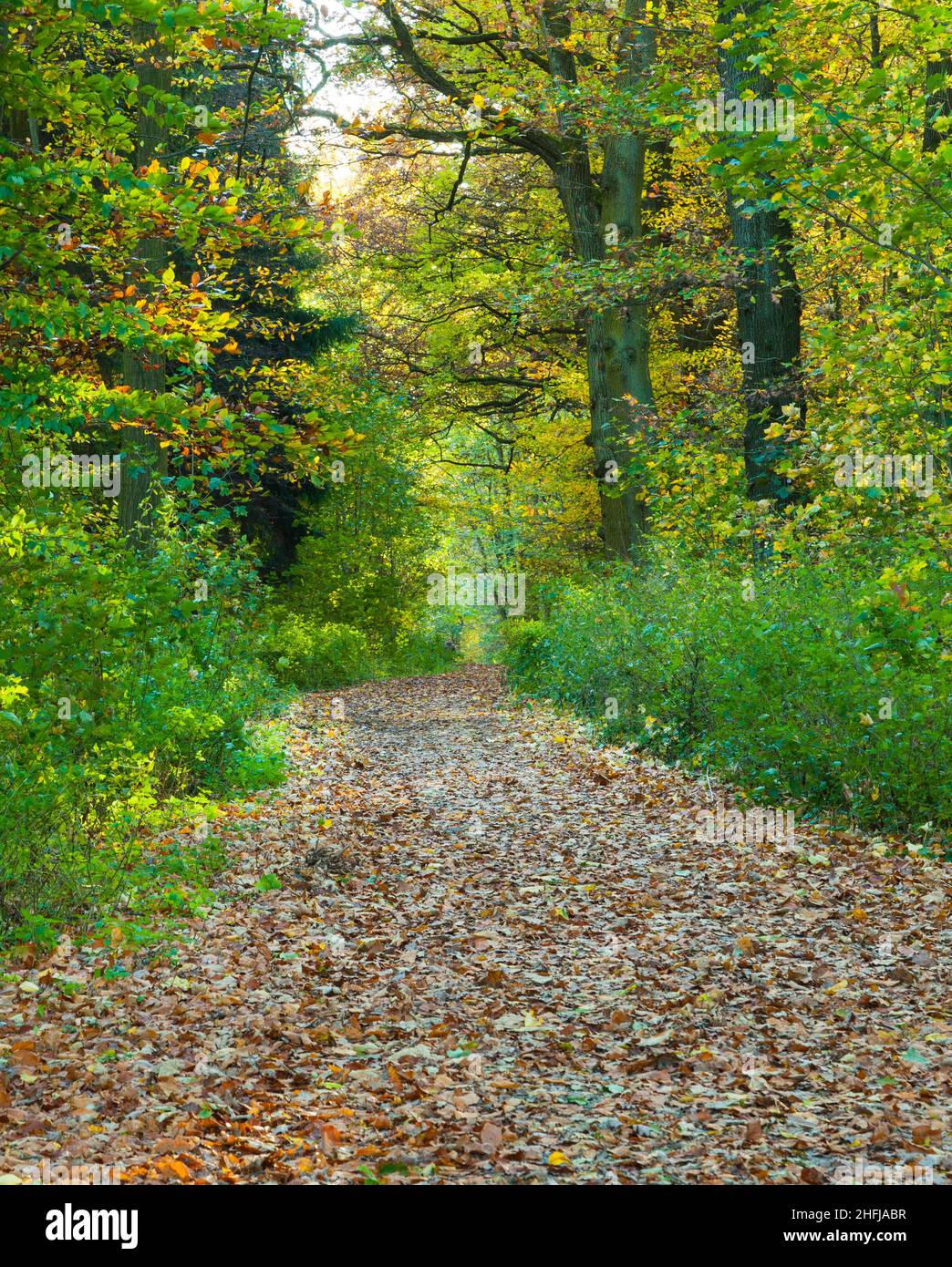 path through the oak tree forest Stock Photo - Alamy