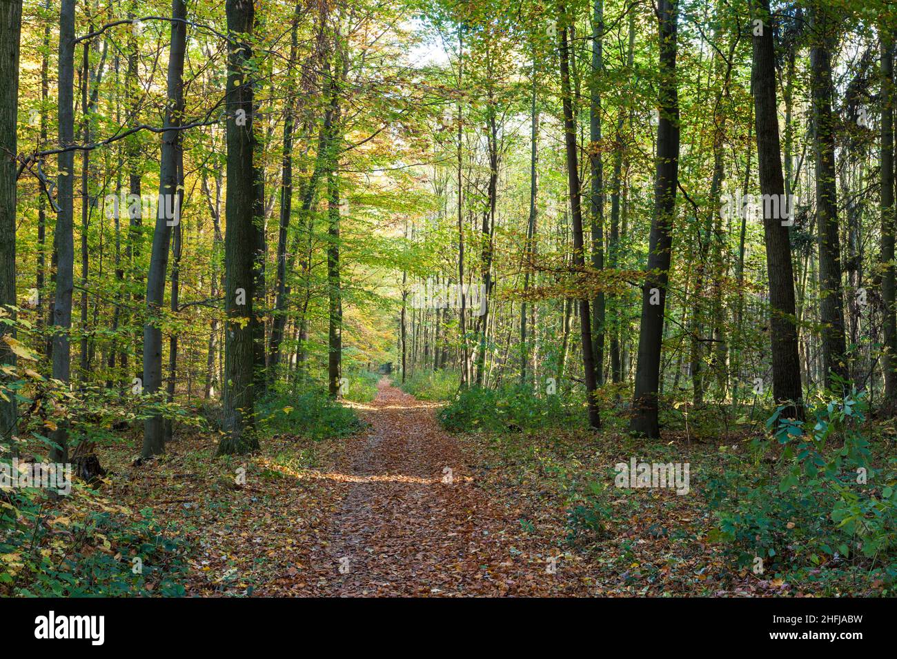 path through the oak tree forest Stock Photo - Alamy