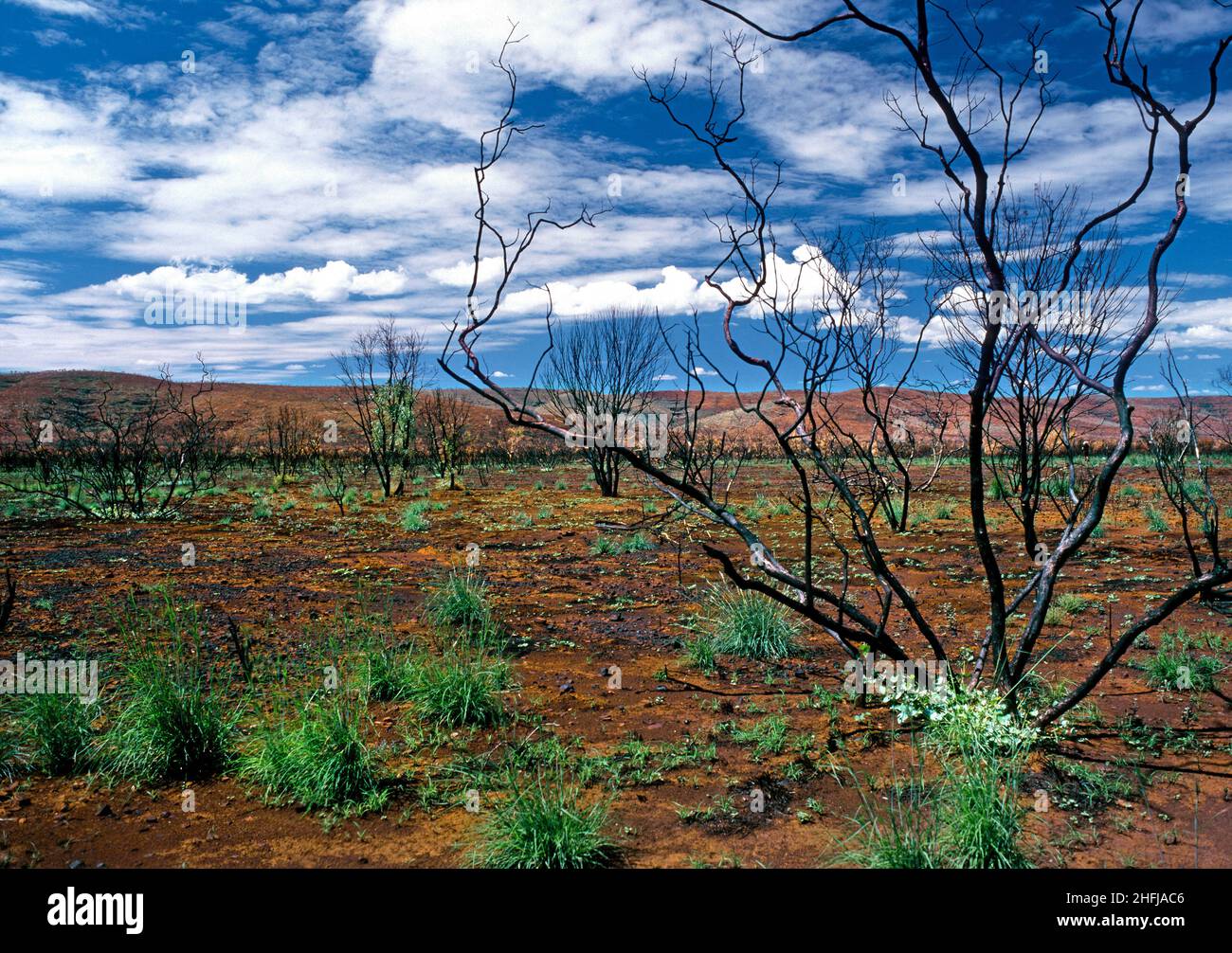 Recovery of Vegetation after Australian Outback Fire, Pilbara ...